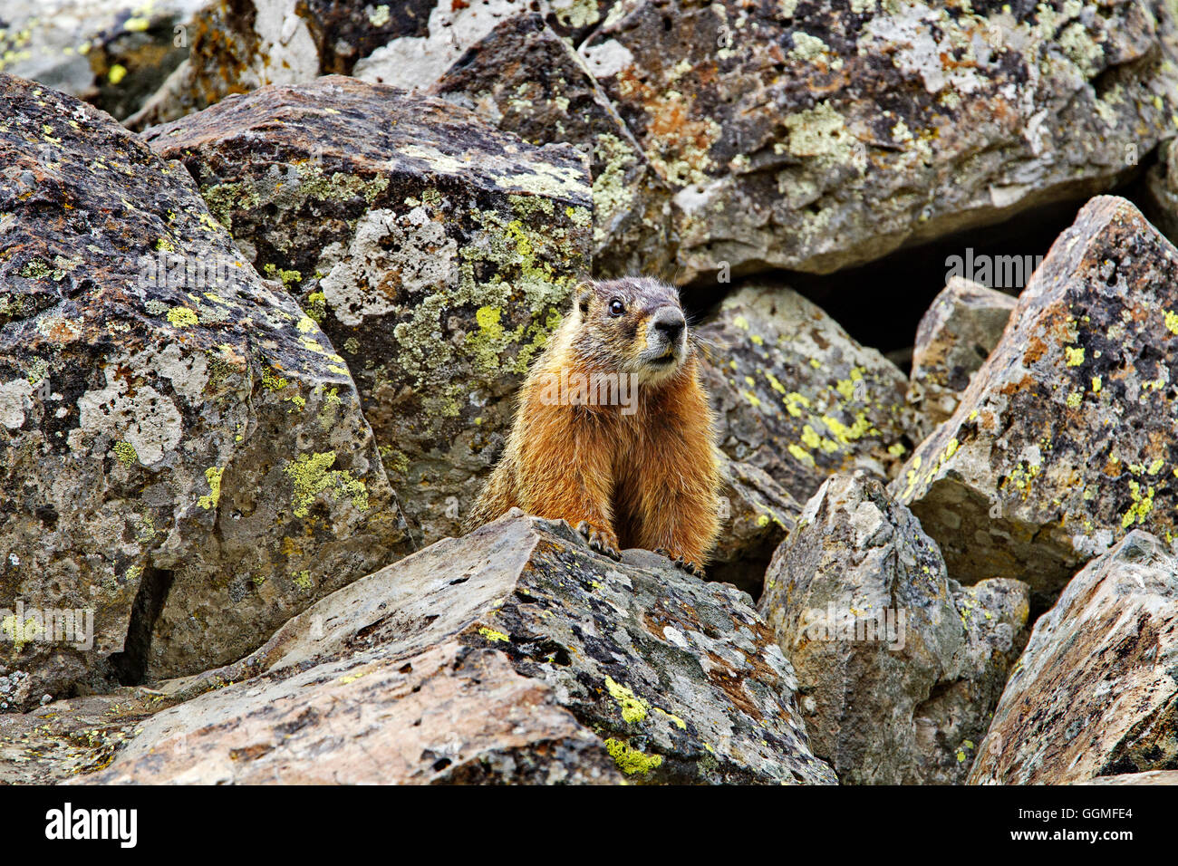 Yellow-bellied marmot stands on rocks at Sheepeaters Cliff in famous ...