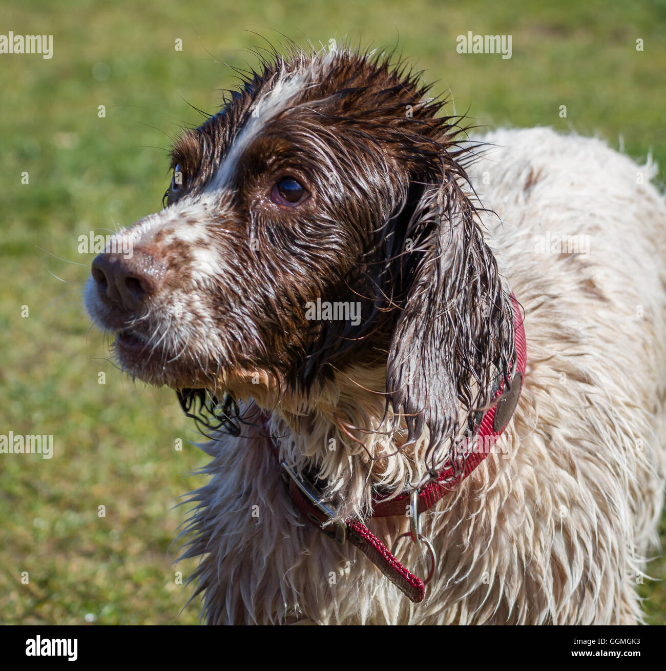 Wet spaniel in water hi-res stock photography and images - Alamy