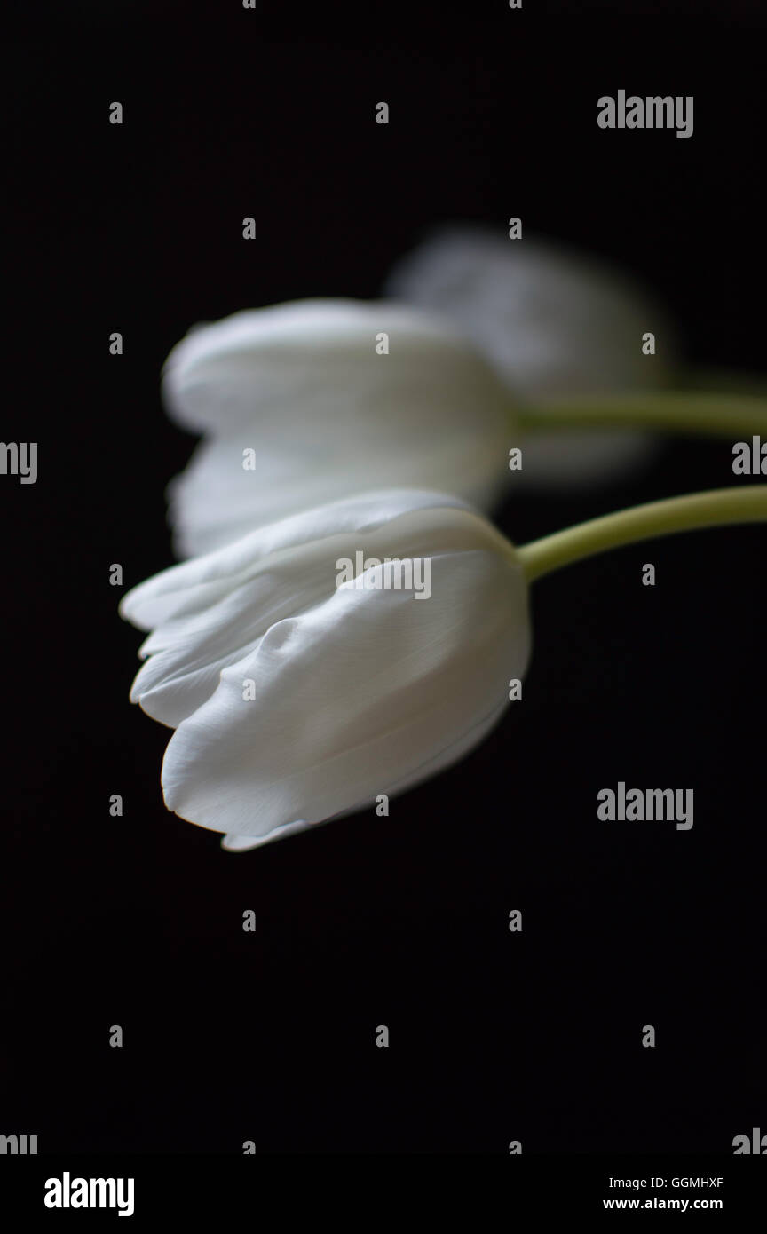 Tulip Trio - 3 White Tulips on a black background Stock Photo - Alamy