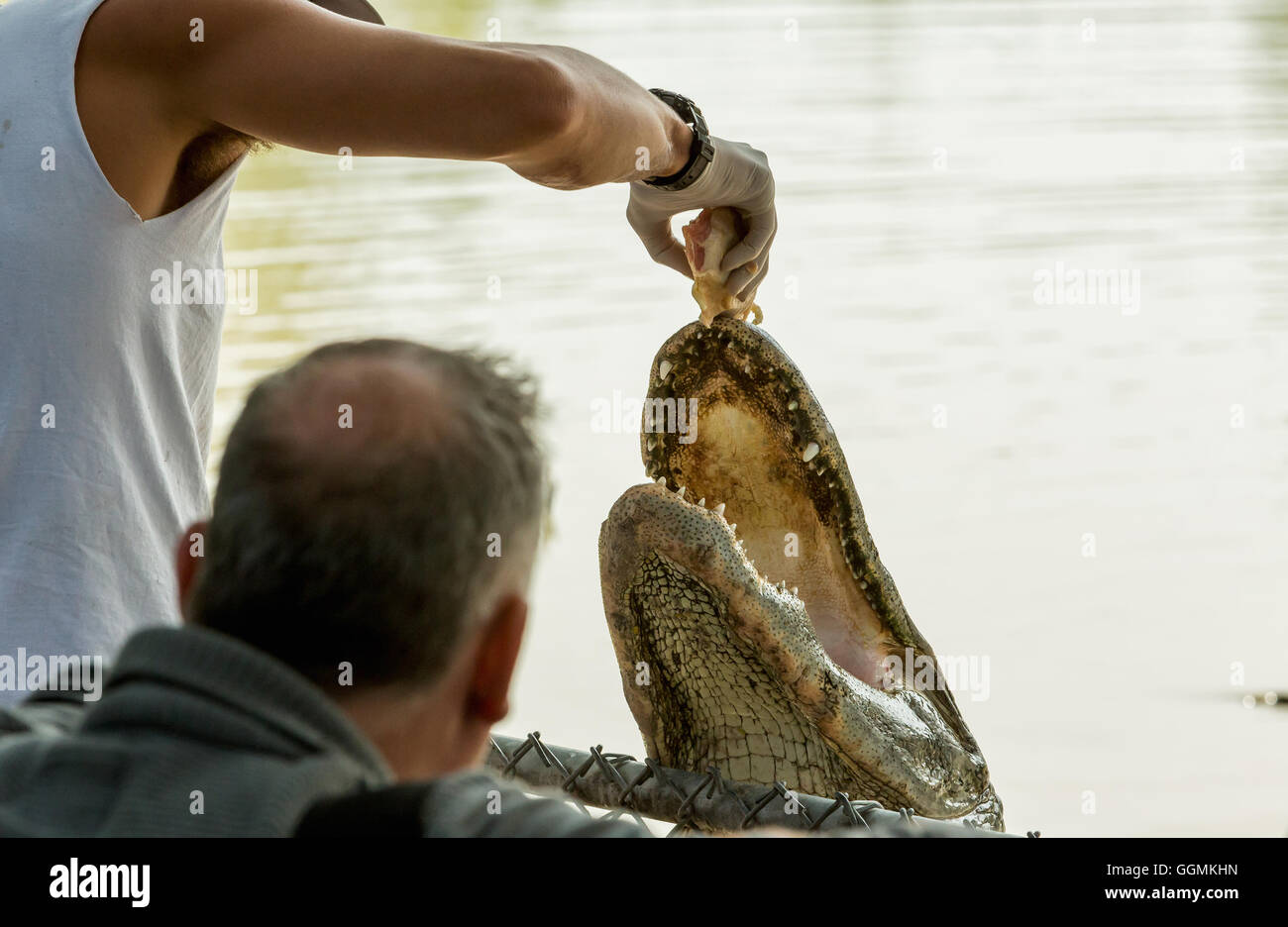 Feeding of many hungry alligators, Florida. Everglades Stock Photo - Alamy