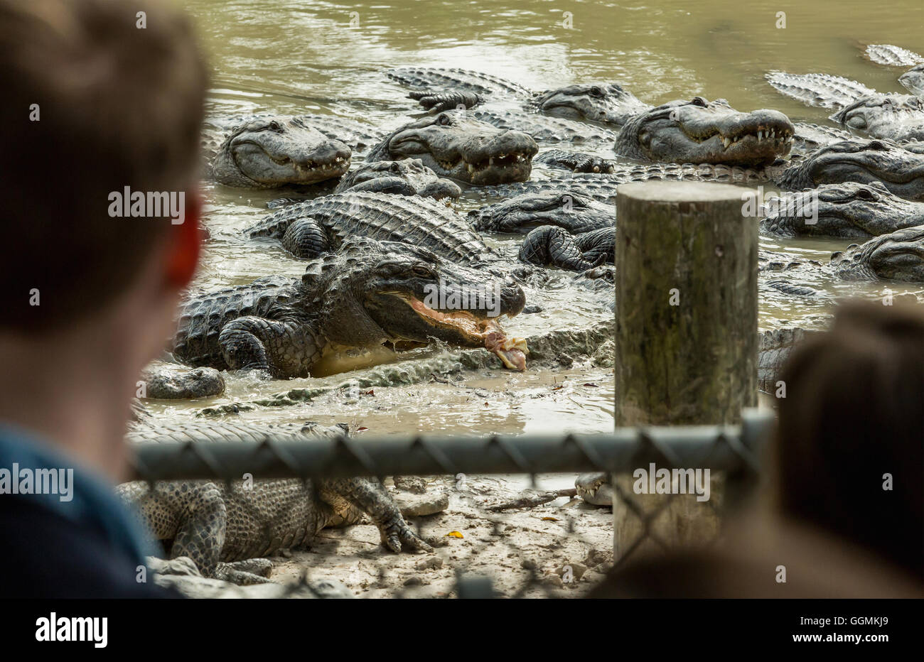 American alligator alligator mississippiensis feeding hi-res stock ...