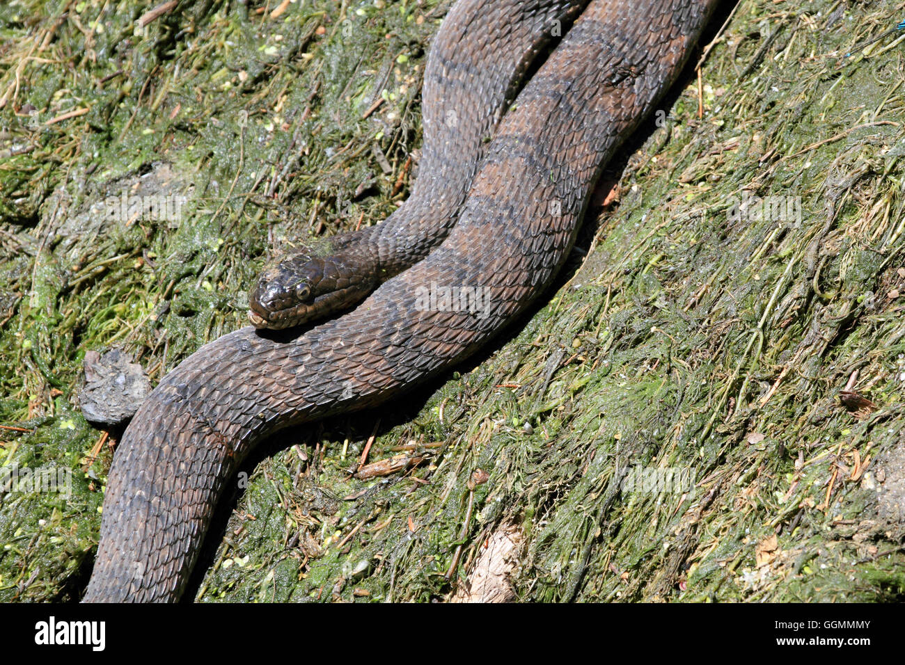 A Northern Water Snake, Nerodia sipedon at a park in Verona, NJ, USA ...