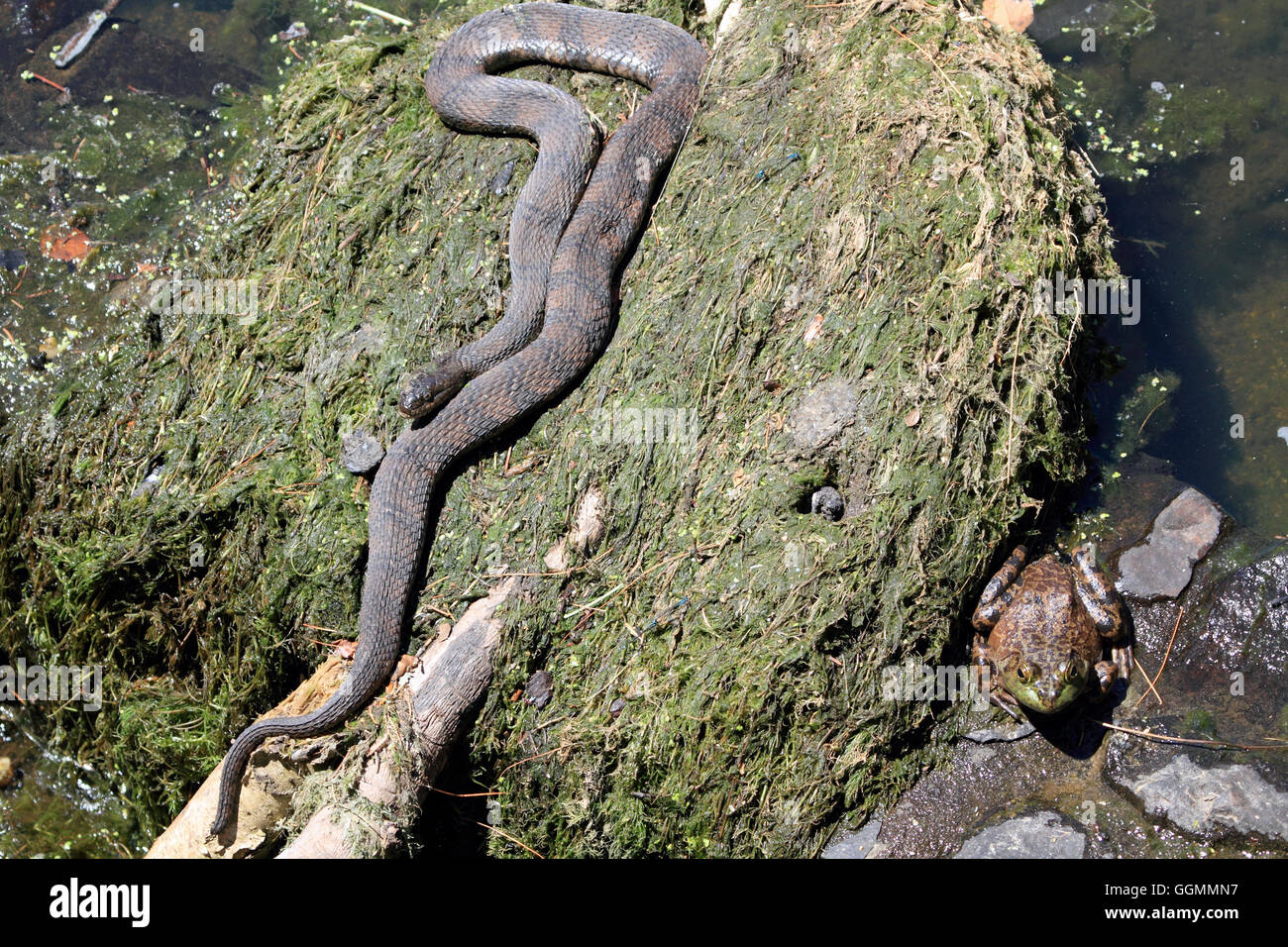 A Northern Water Snake, Nerodia sipedon and an American Bullfrog, Rana ...