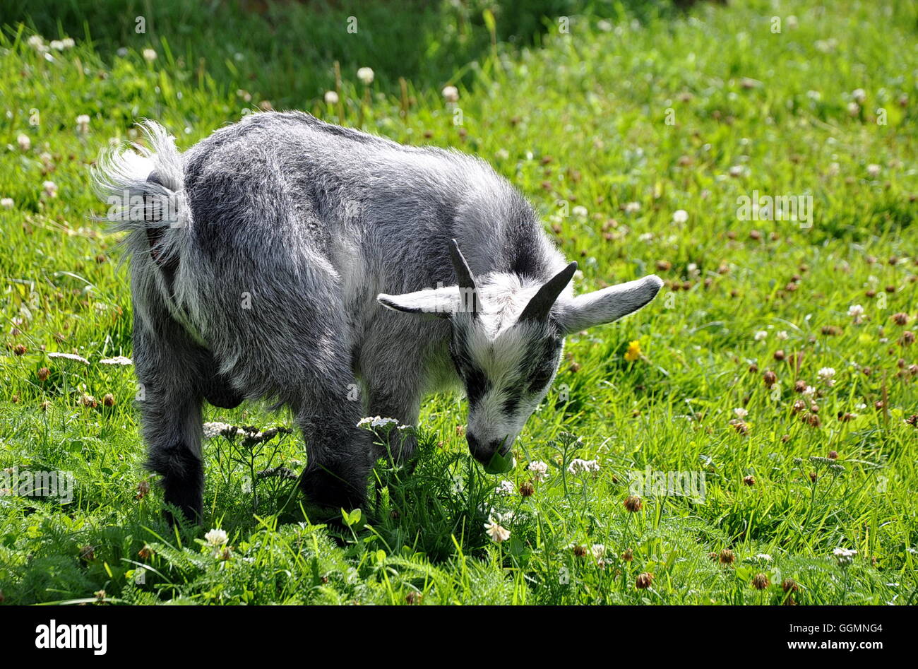 Young goat in green meadow eating grass Stock Photo - Alamy
