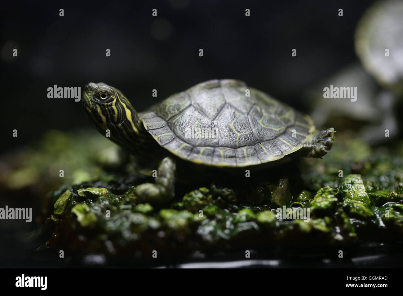 Little Turtle High Resolution Stock Photography and Images - Alamy