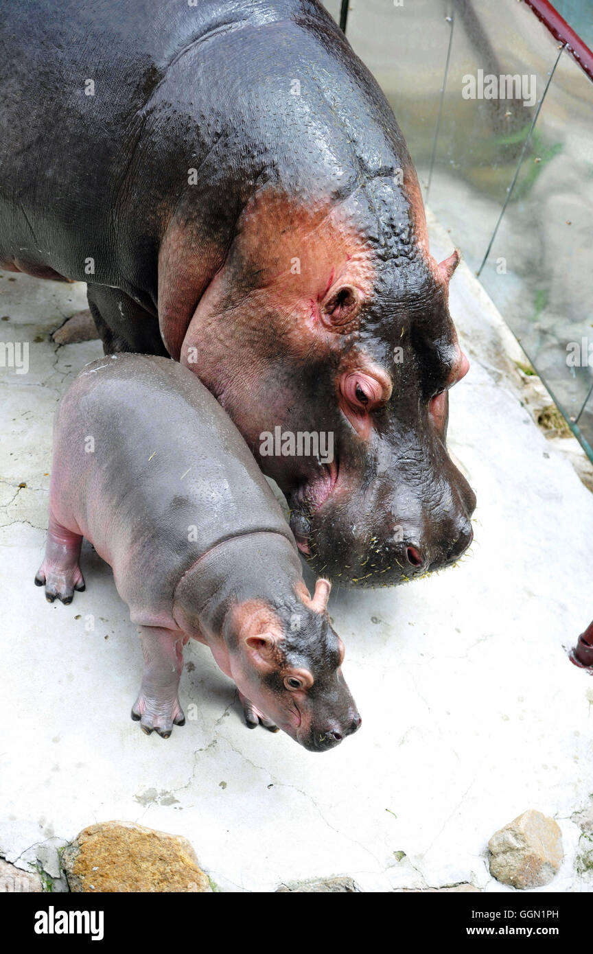 Qingdao, China's Shandong Province. 5th Aug, 2016. A baby hippo walks ...