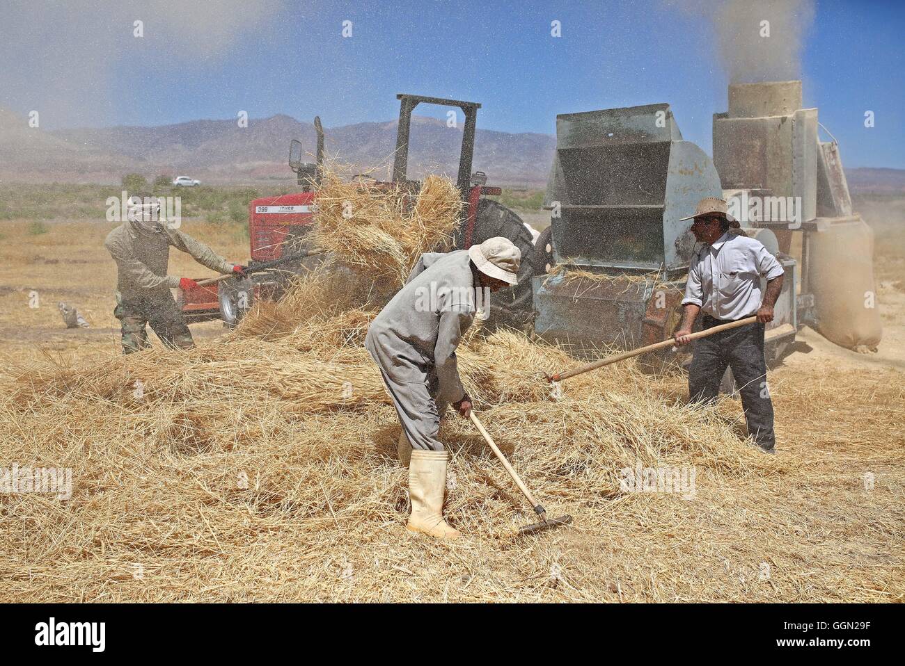 Tehran. 5th Aug, 2016. Iranian farmers work on a wheat field at a ...
