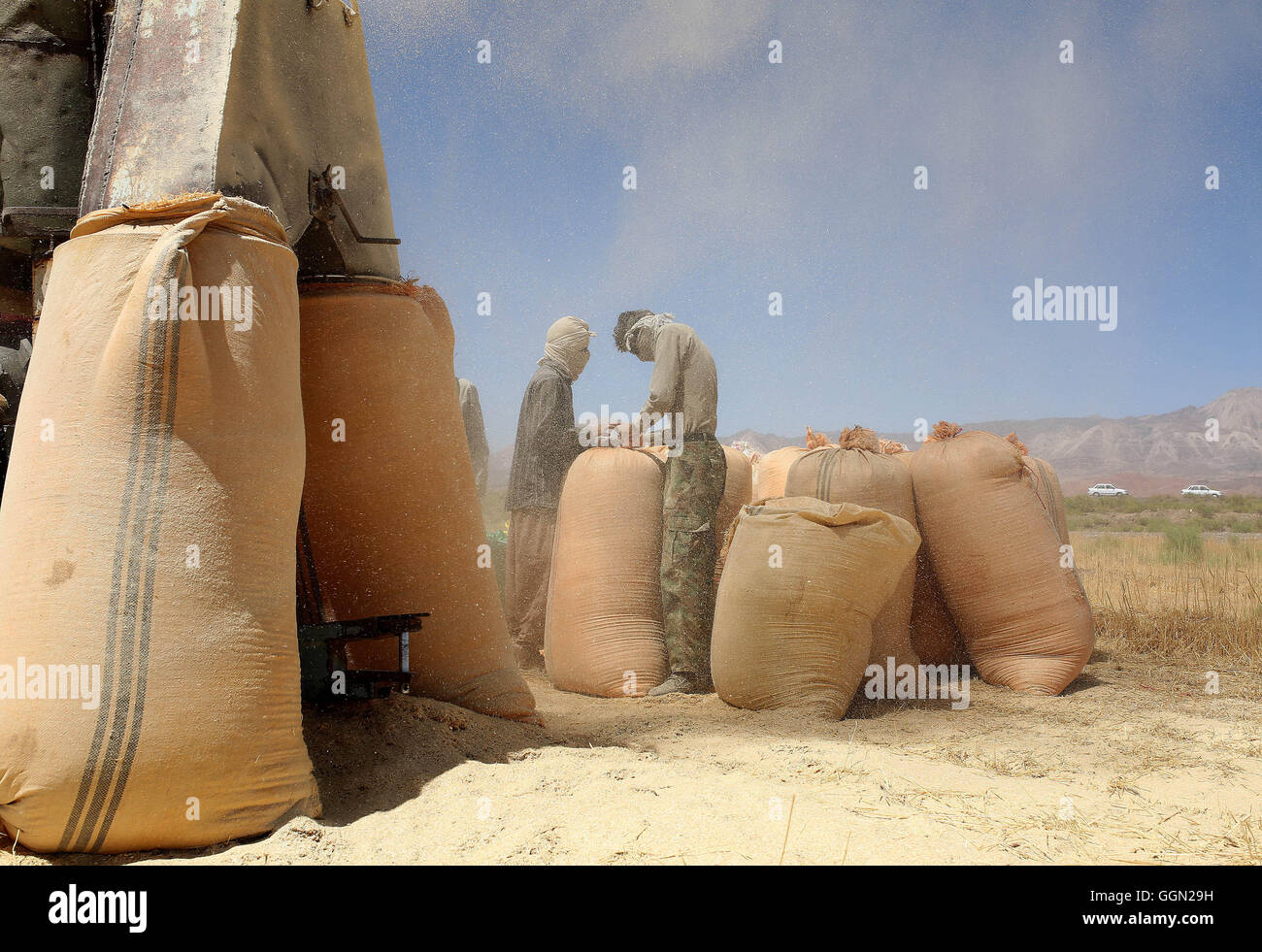 Tehran. 5th Aug, 2016. Iranian farmers work on a wheat field at a ...