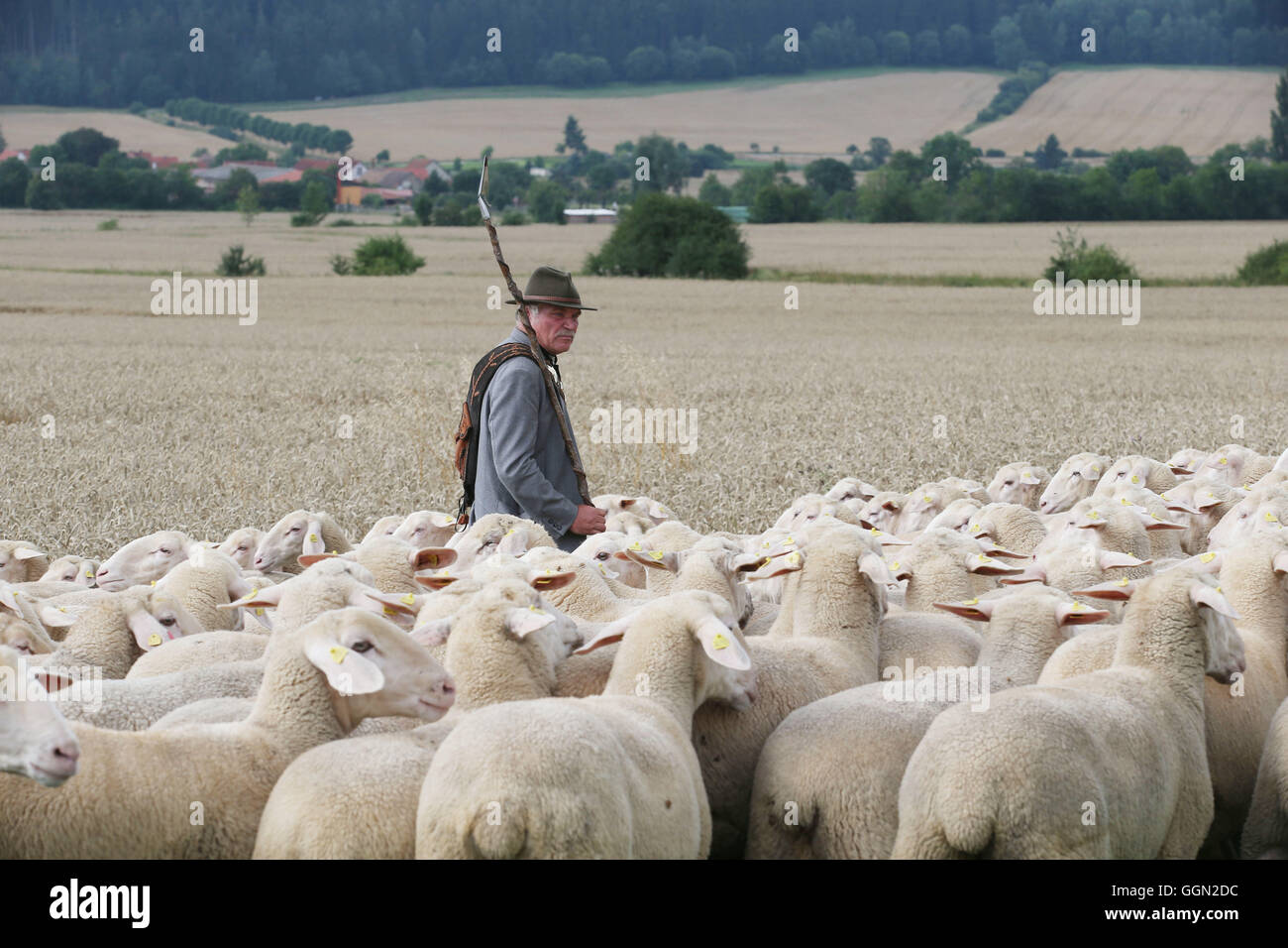 Hohenfelden, Germany. 06th Aug, 2016. Master shepherd Gerd Koessler ...