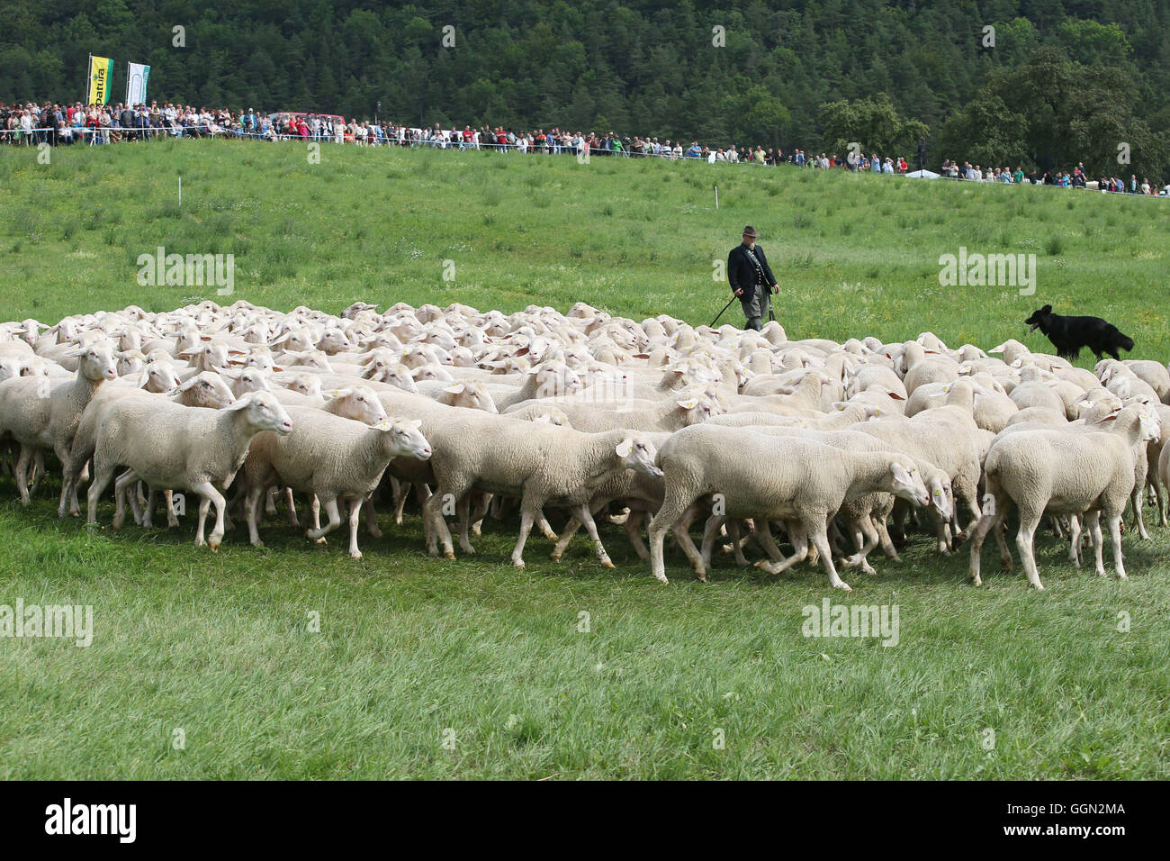 Hohenfelden, Germany. 06th Aug, 2016. Master shepherd Christian Frebel ...
