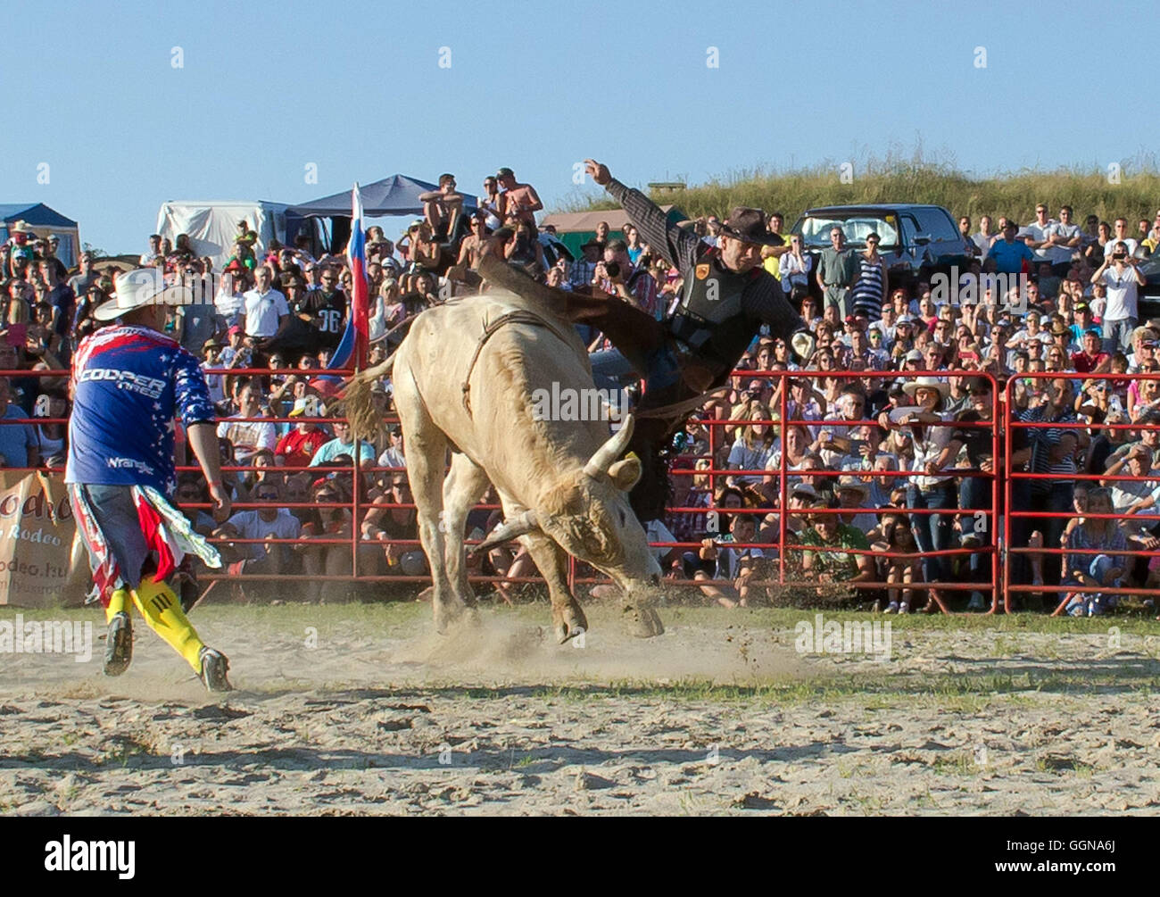 Komarom, Hungary. 6th Aug, 2016. A rider falls down from a bull during ...