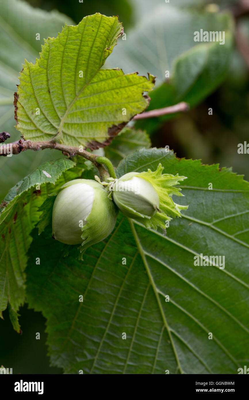 Hazel hedge hi-res stock photography and images - Alamy