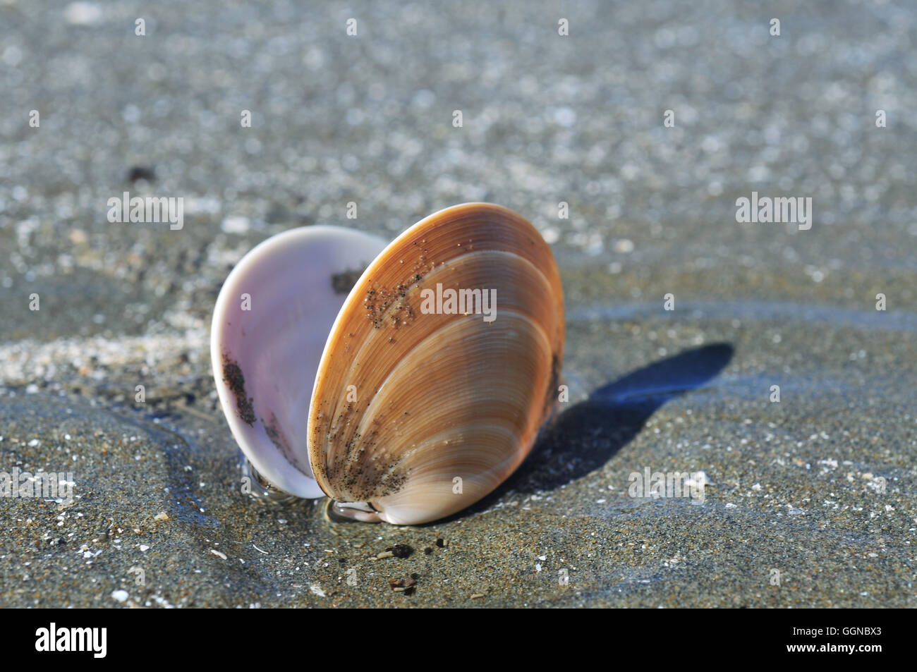 Open bivalve shell hi-res stock photography and images - Alamy