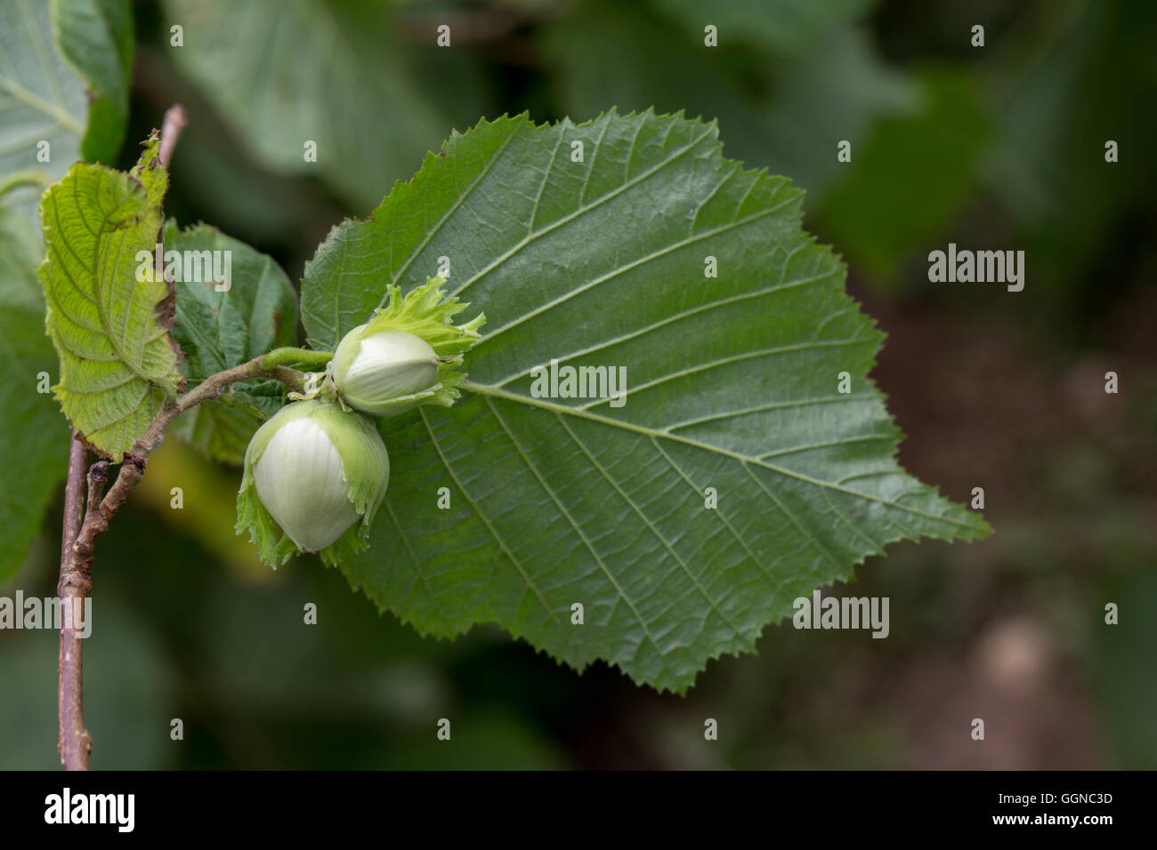 Hazel hedge hi-res stock photography and images - Alamy