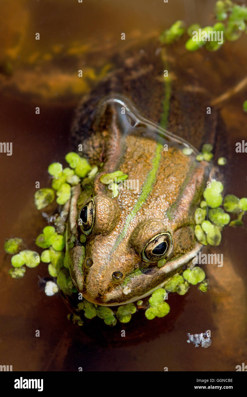 Pool Frog (Pelophylax lessonae Stock Photo - Alamy