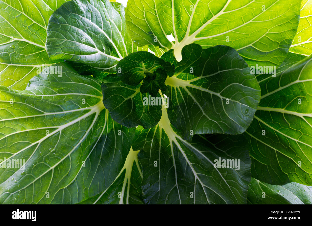 Bok choy or pak choi (Brassica chinensis) is a type of Chinese cabbage ...