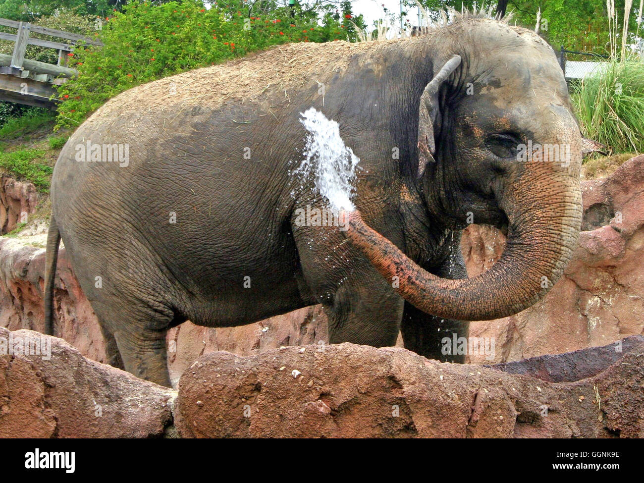 Elephant squirting water hi-res stock photography and images - Alamy