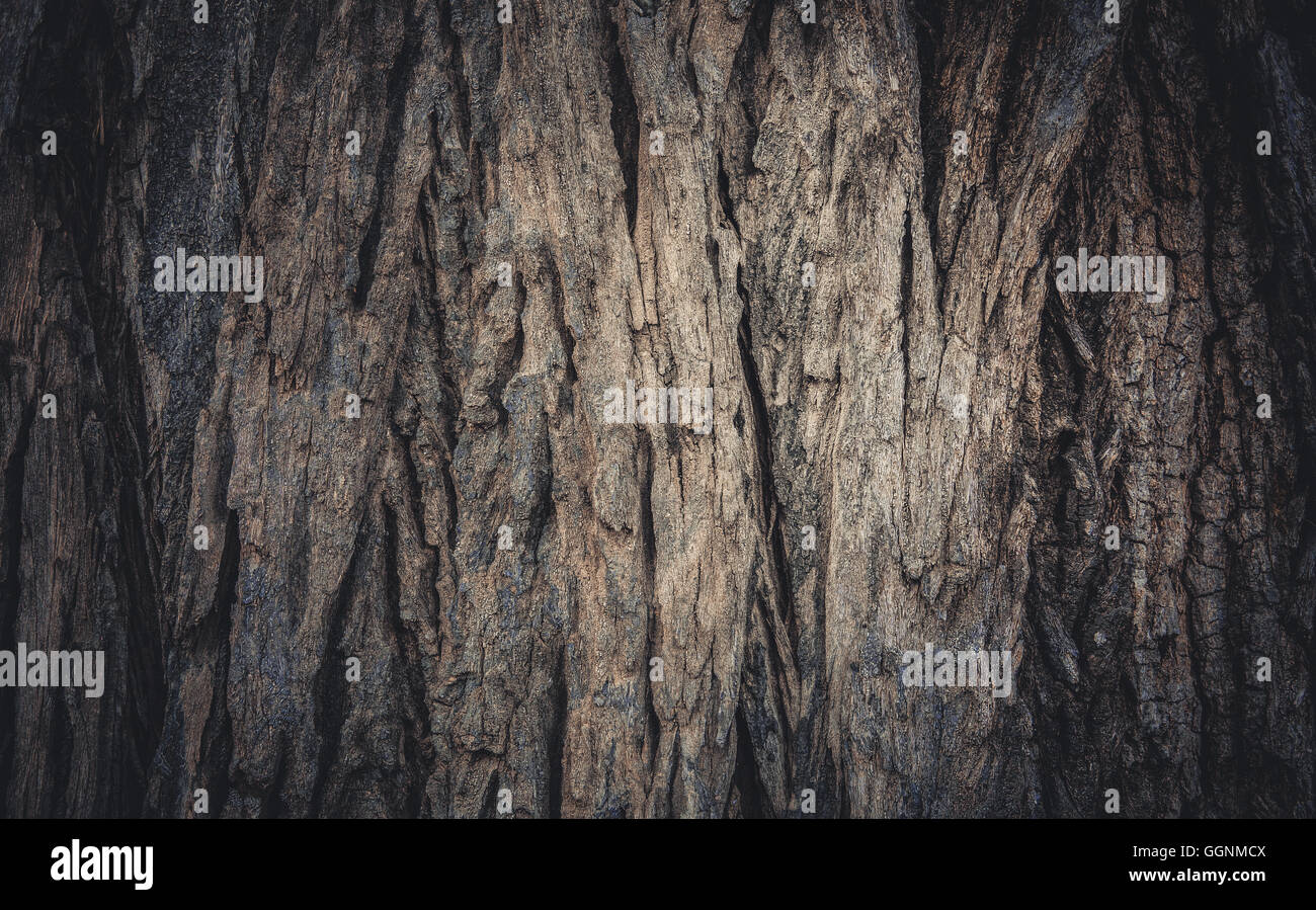 Bark of tree texture and background Stock Photo - Alamy