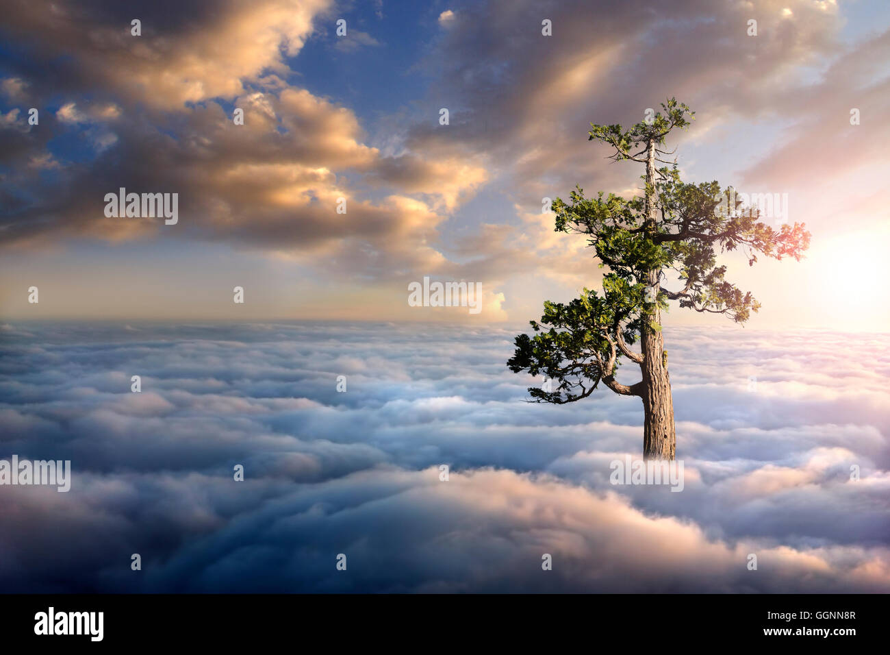 Tree above clouds Stock Photo - Alamy