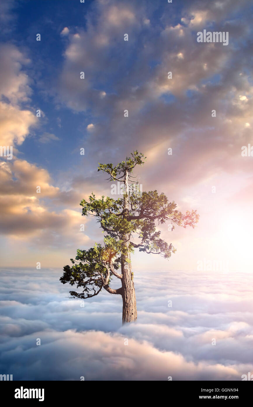 Tree above clouds Stock Photo - Alamy