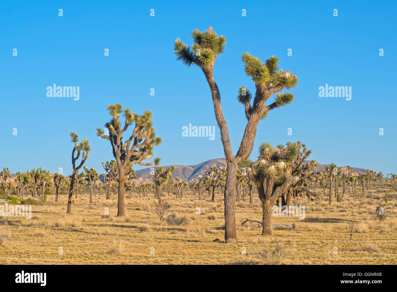 Joshua trees in Mojave Desert, California, United States Stock Photo ...