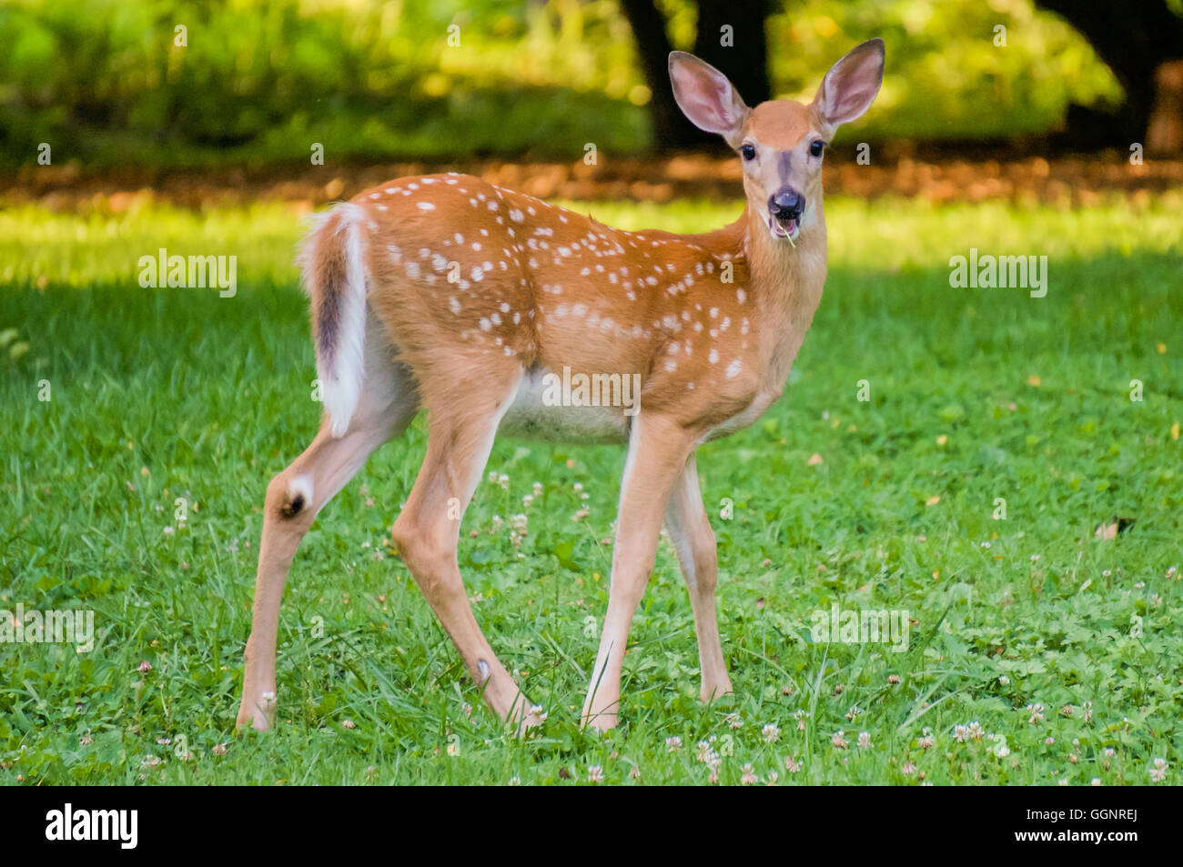 Whitetail Fawn Photo by: Michael Seip Photography Stock Photo - Alamy