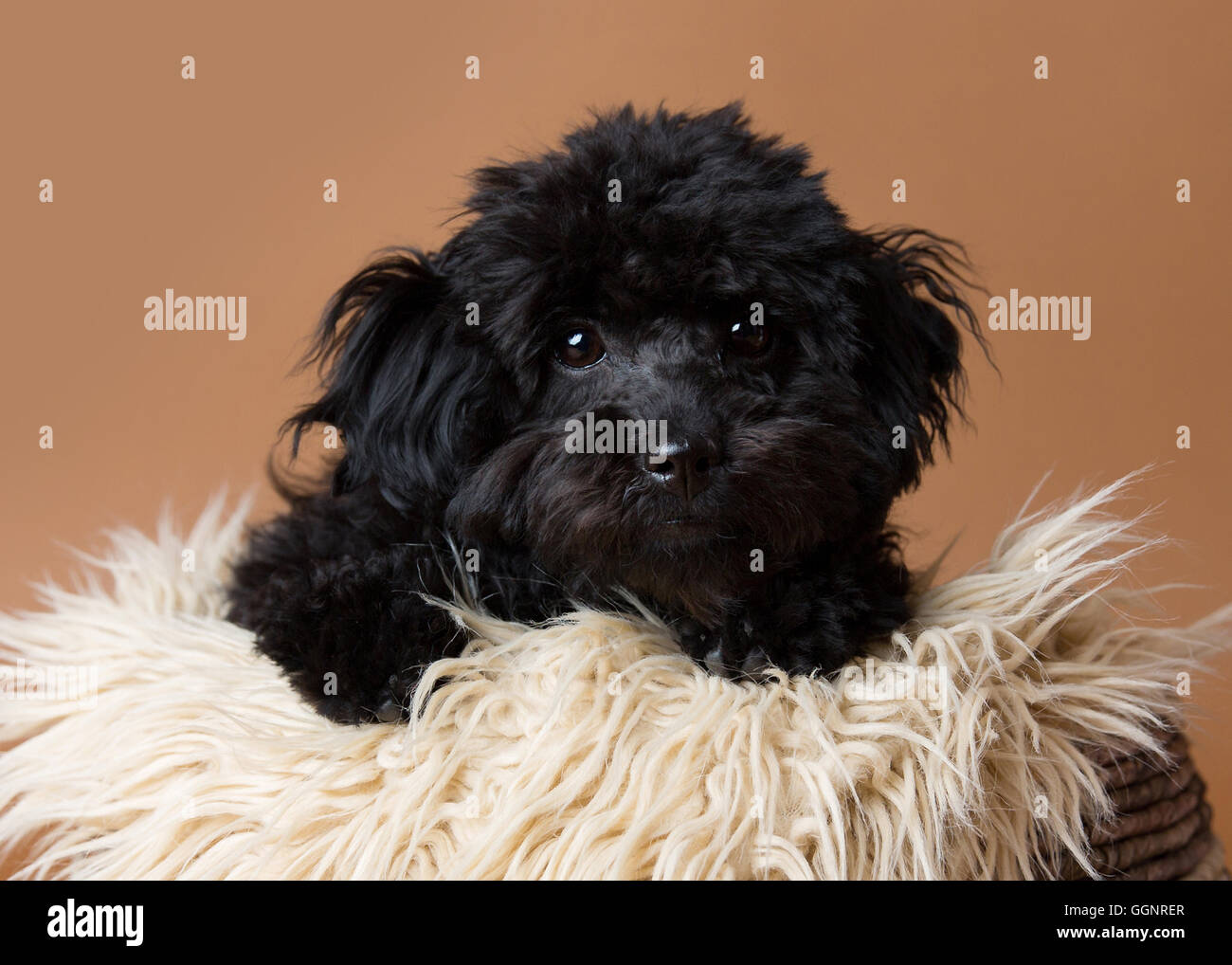 Cockapoo puppy in a fluffy blanket and bowl in a studio set up Stock ...