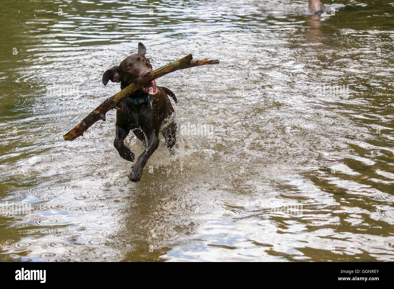 Chocolate Lab Retrieving a Stick From Across a River Photo by: Michael ...