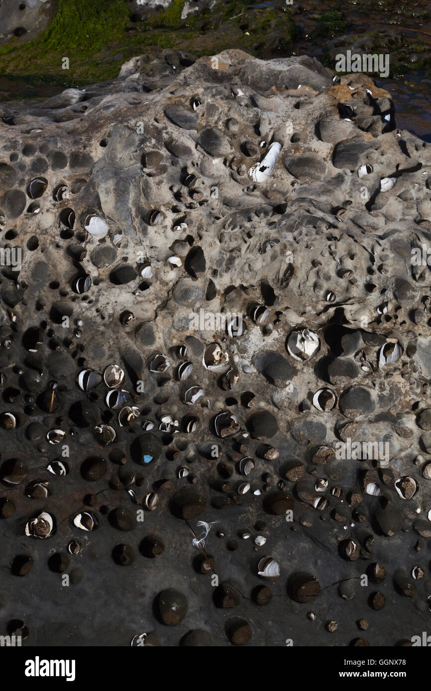 Sedimentary Rocks With Shells