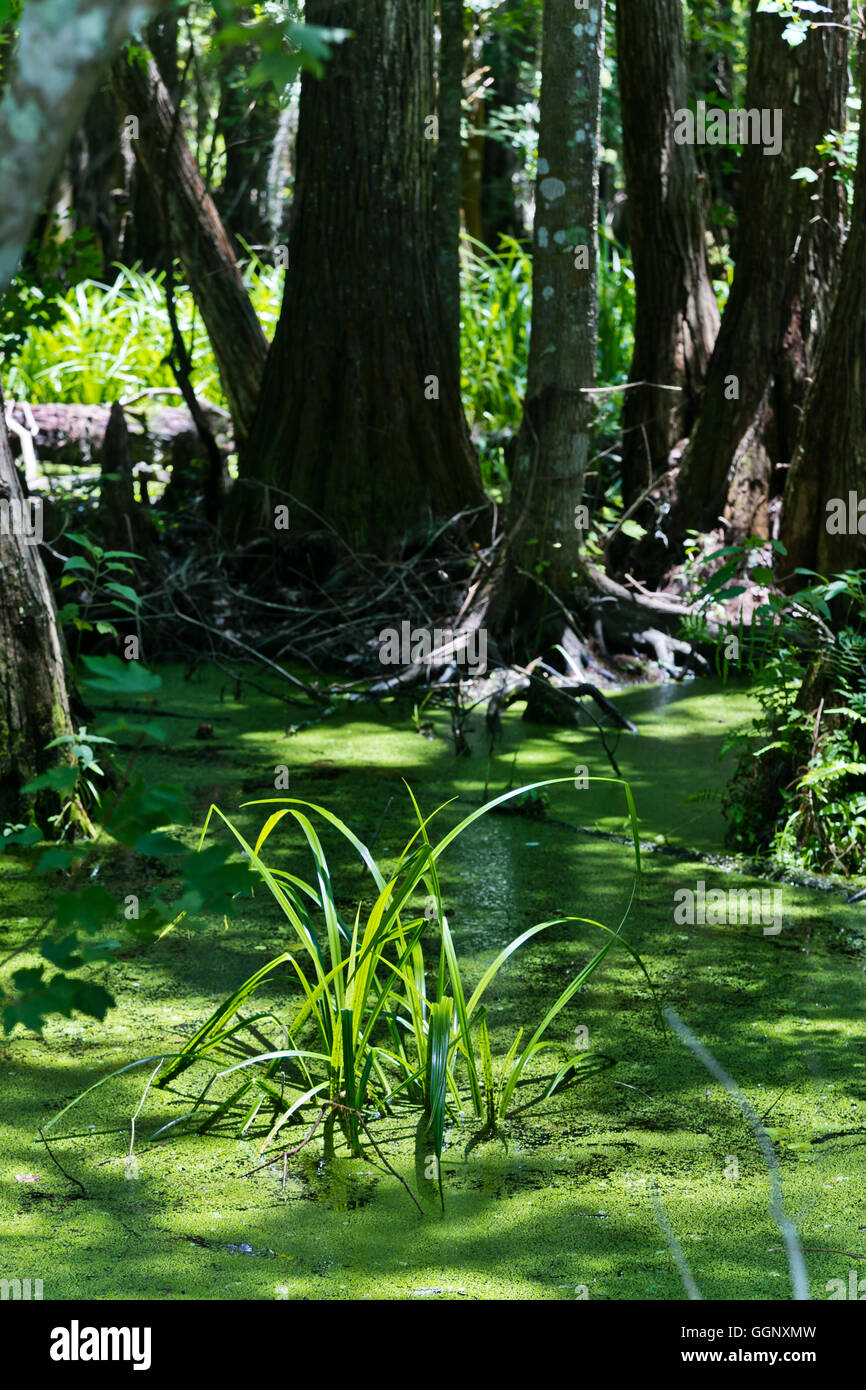 Swamp ecosystem hi-res stock photography and images - Alamy