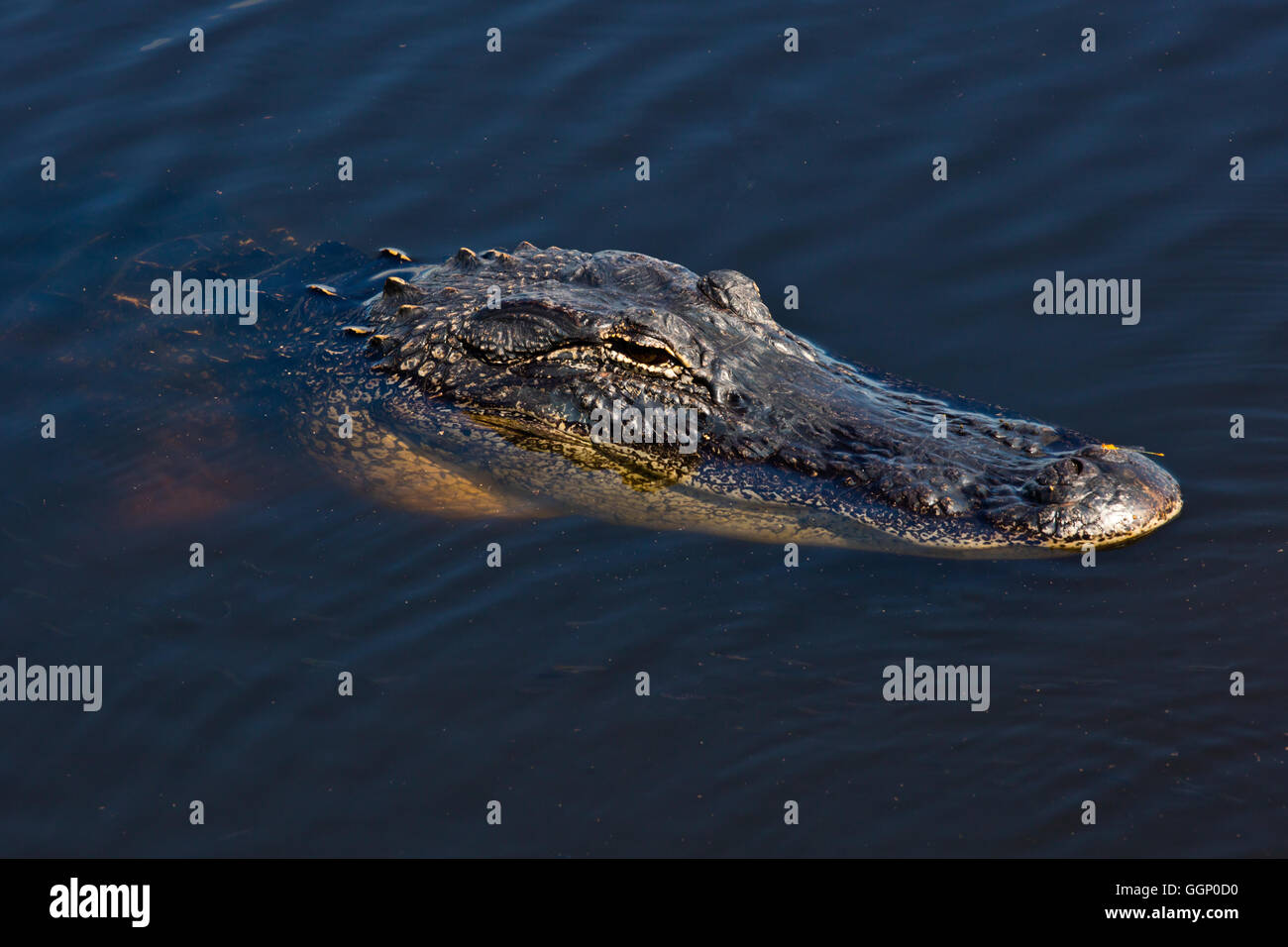 Swampland and alligators can be seen along the La Chua Trail at PAYNES ...