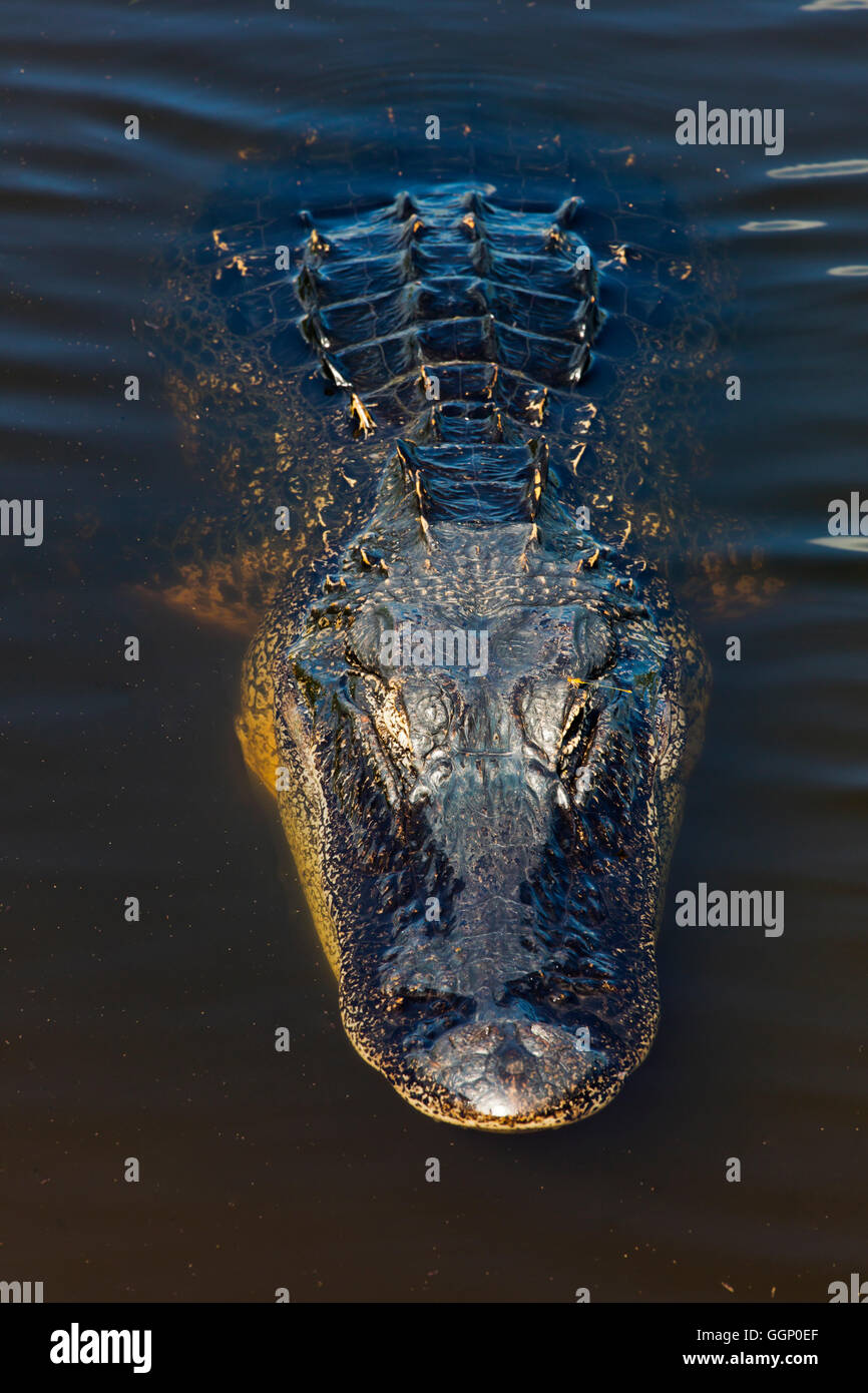Alligators are common along the La Chua Trail at PAYNES PRAIRIE ...