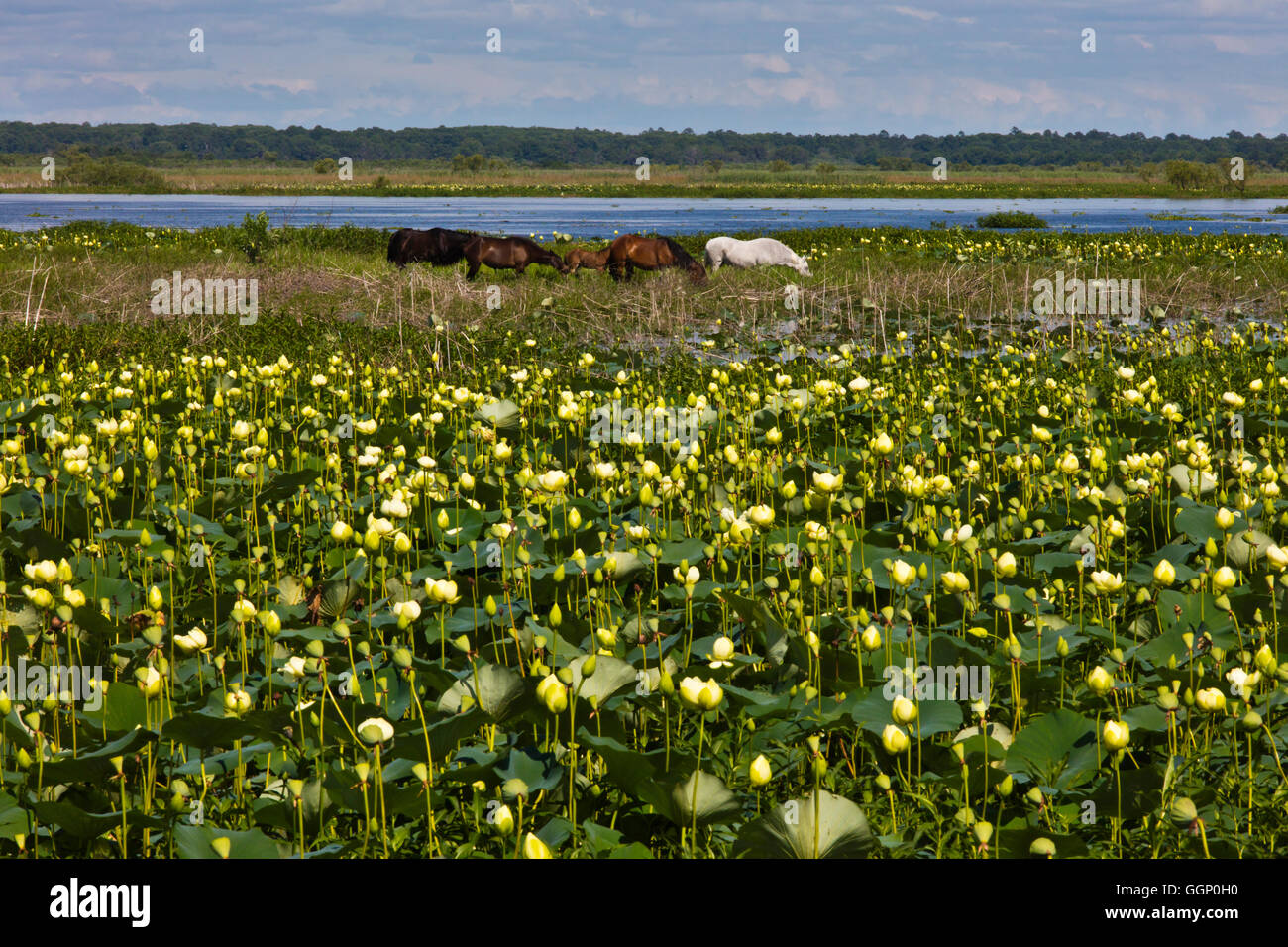 LOTUS flowers and horses along the La Chua Trail at PAYNES PRAIRIE ...