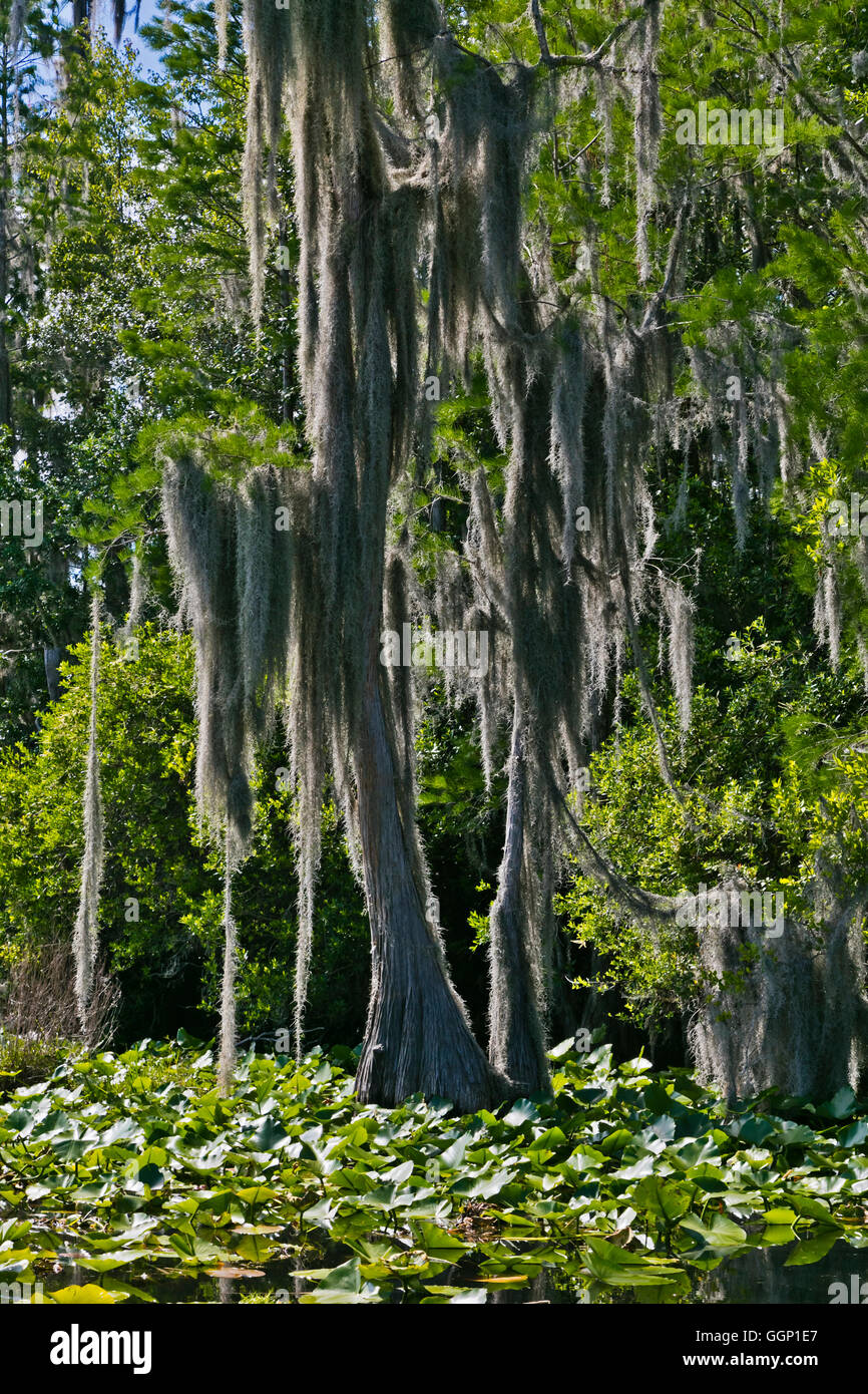 The OKEFENOKEE SWAMP National Wildlife Refuge can be explored by boat ...