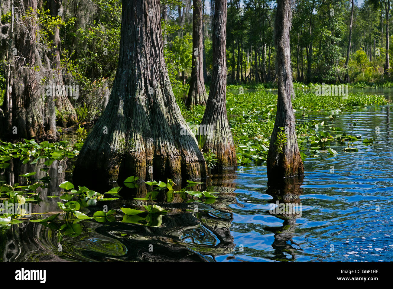 The OKEFENOKEE SWAMP National Wildlife Refuge can be explored by boat ...