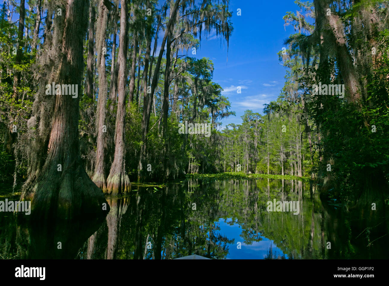 The OKEFENOKEE SWAMP National Wildlife Refuge can be explored by boat ...