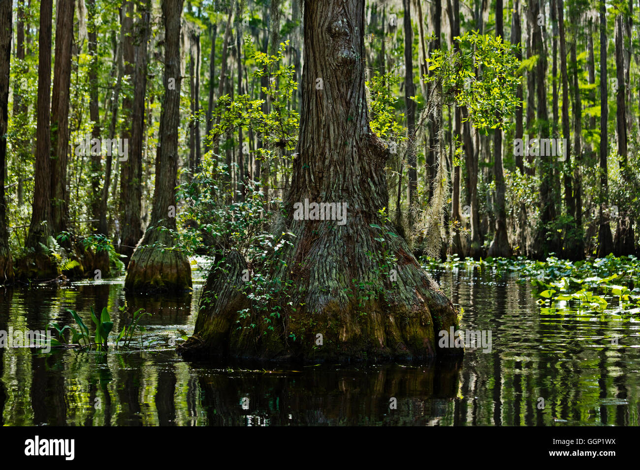 BALD CYPRESS trees in the OKEFENOKEE SWAMP National Wildlife Refuge ...