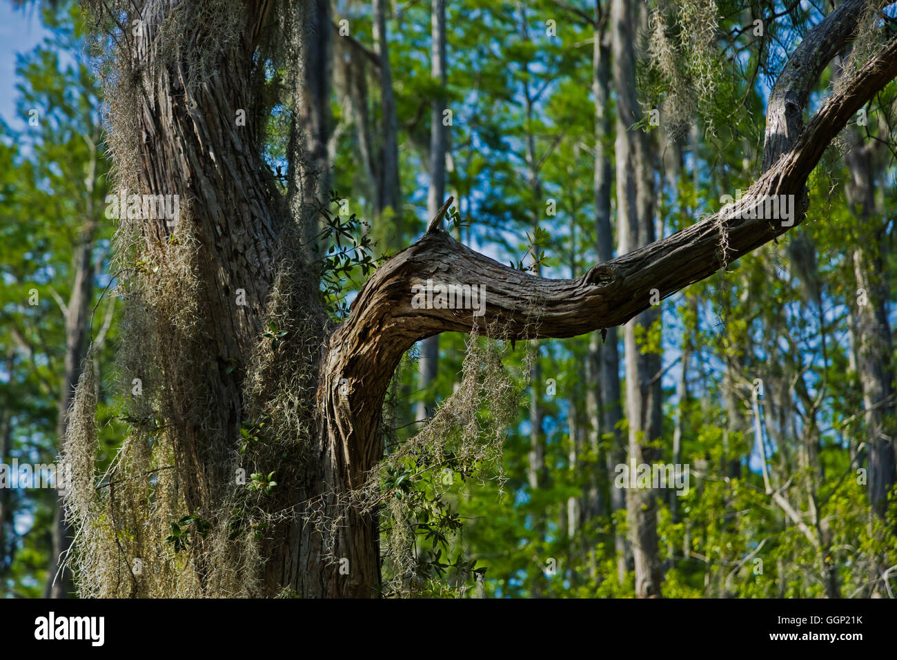 BALD CYPRESS trees in the OKEFENOKEE SWAMP National Wildlife Refuge ...
