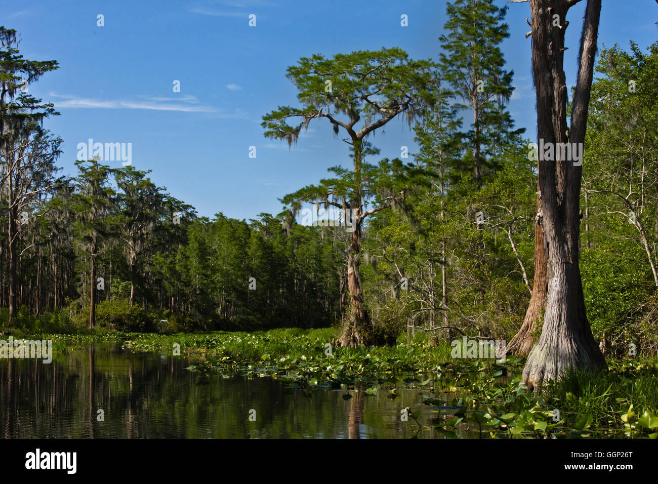 The OKEFENOKEE SWAMP National Wildlife Refuge can be explored through ...