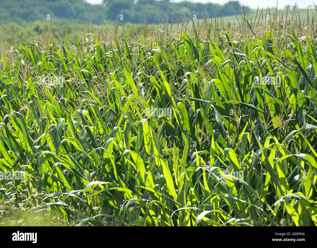 Light shining through corn stalks Stock Photo - Alamy