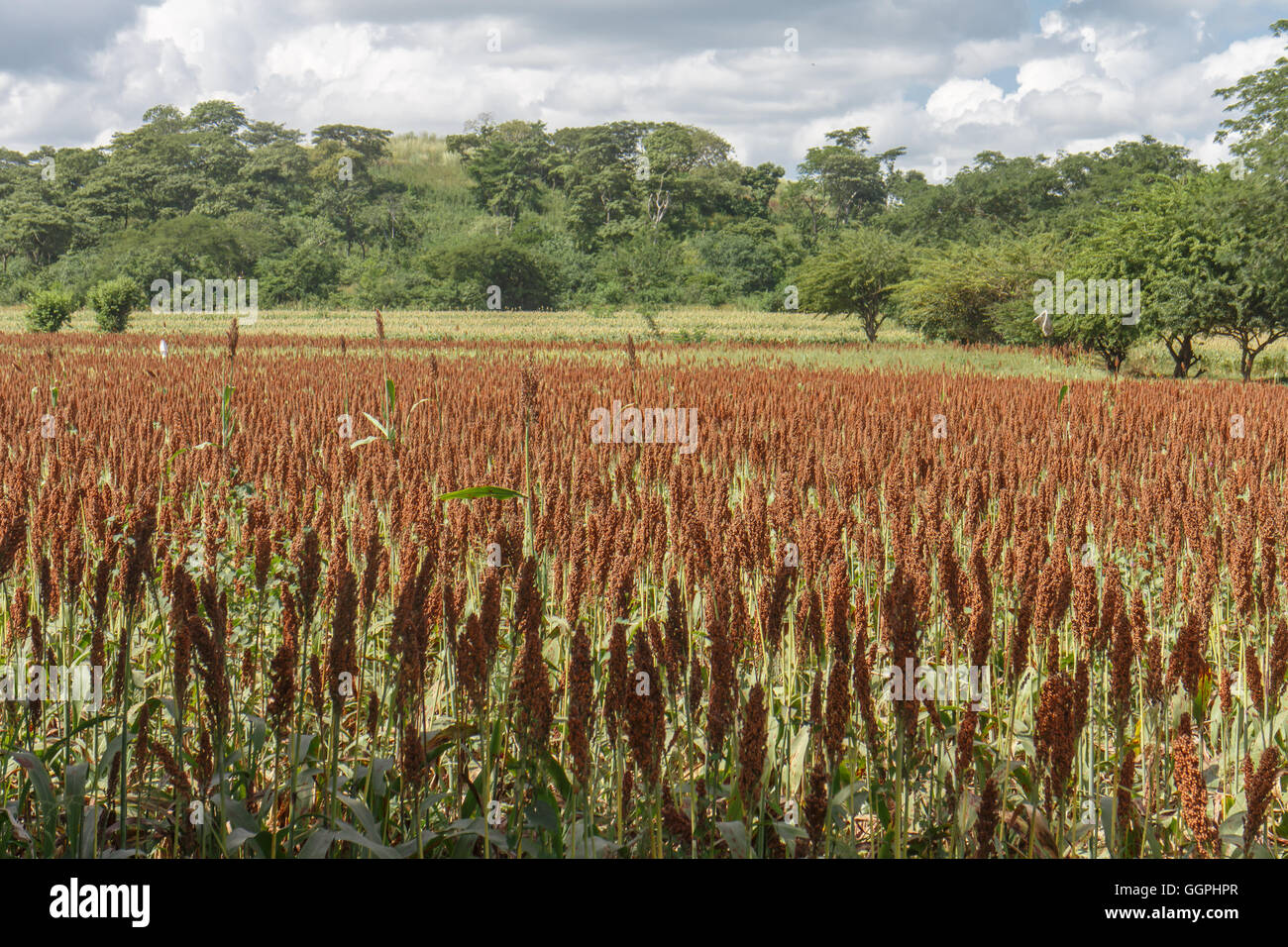 field of Sorghum Stock Photo - Alamy