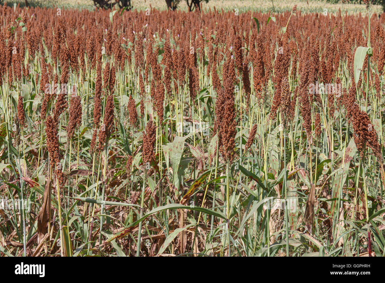 field of Sorghum Stock Photo - Alamy