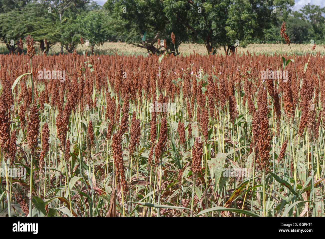 Sorghum field hi-res stock photography and images - Alamy