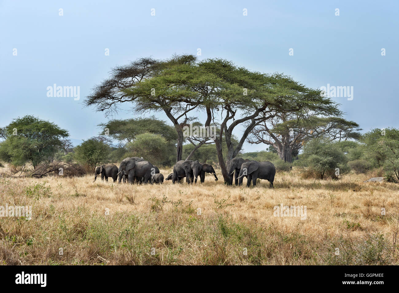 Tanzania, Tarangire NP, landscape with African Elephants, Loxodonta ...