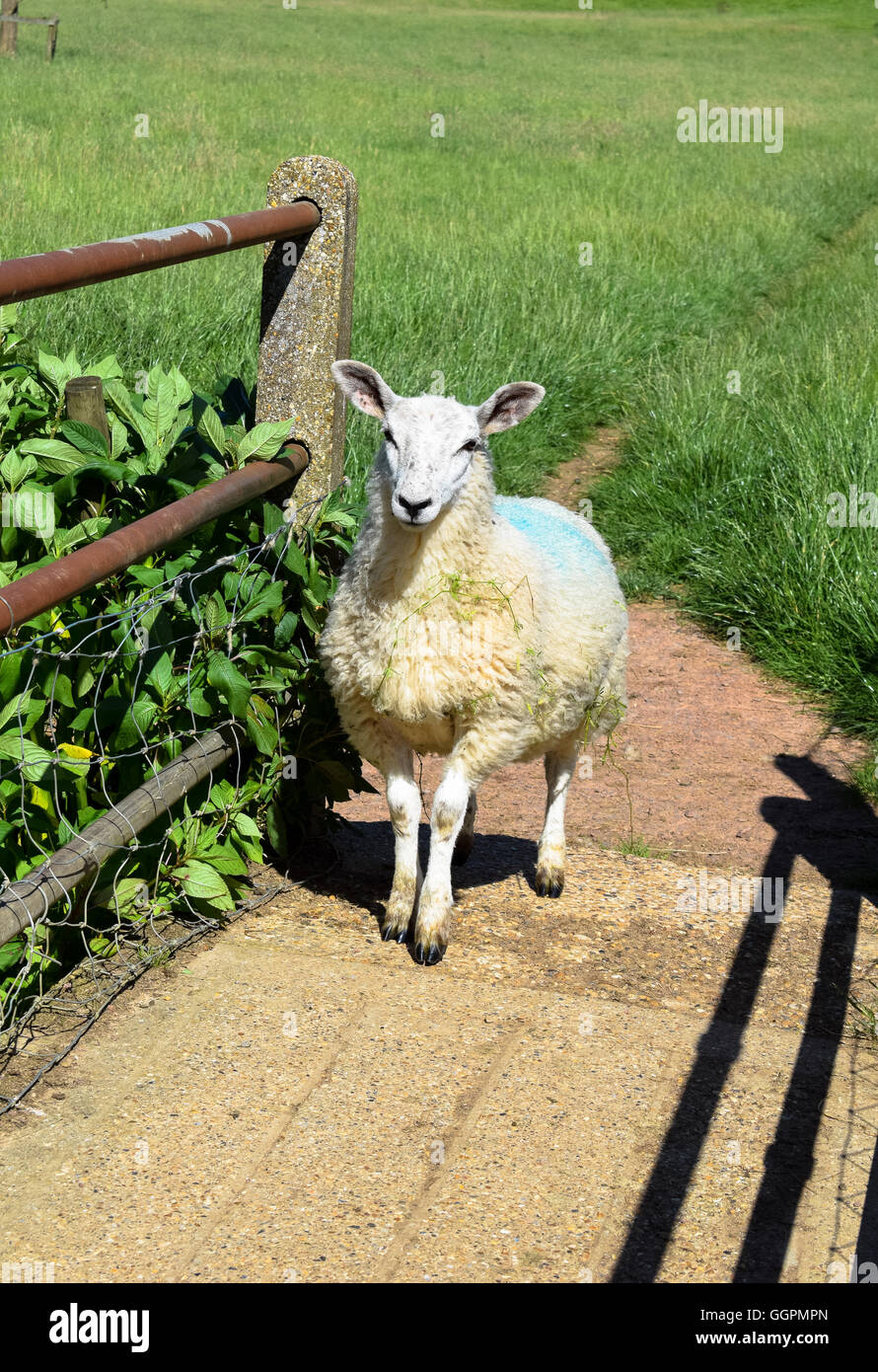 Sheep standing on concrete walk way looking at the camera Stock Photo ...