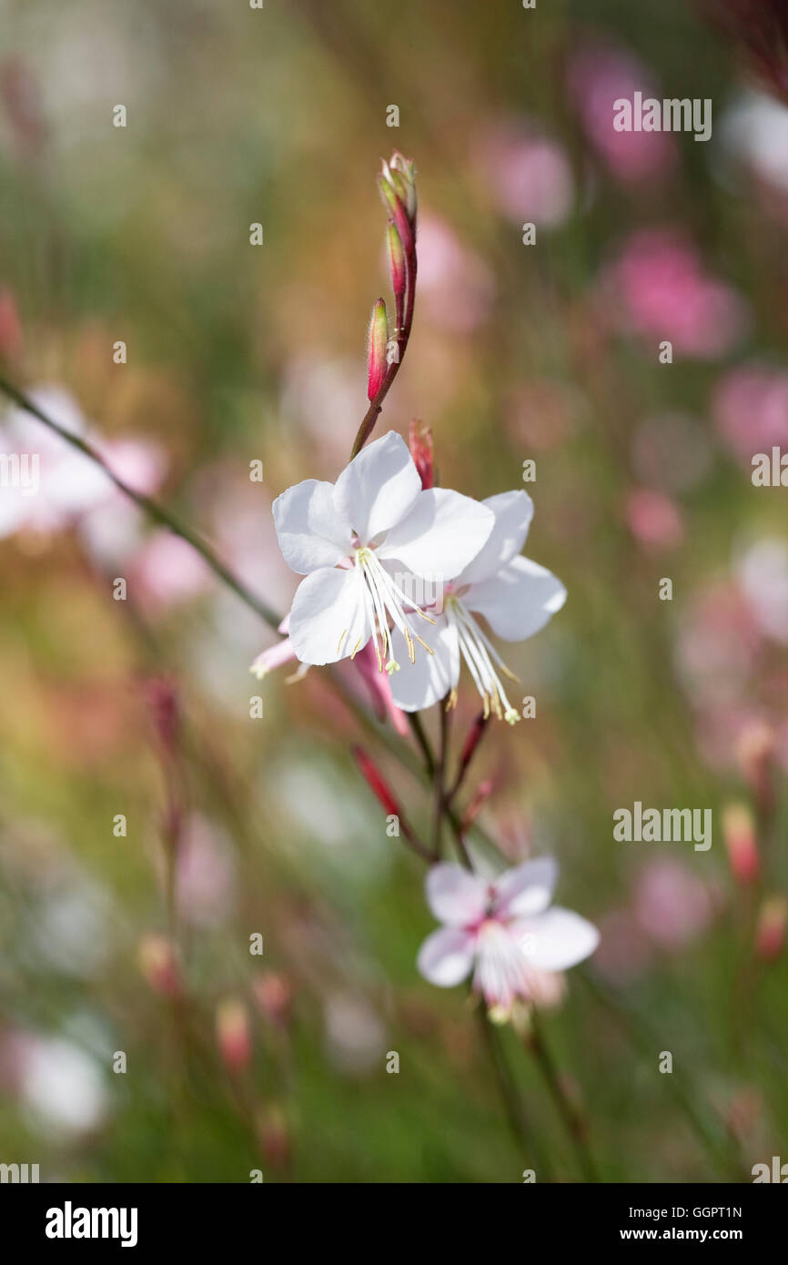 Gaura Lindheimeri High Resolution Stock Photography and Images - Alamy