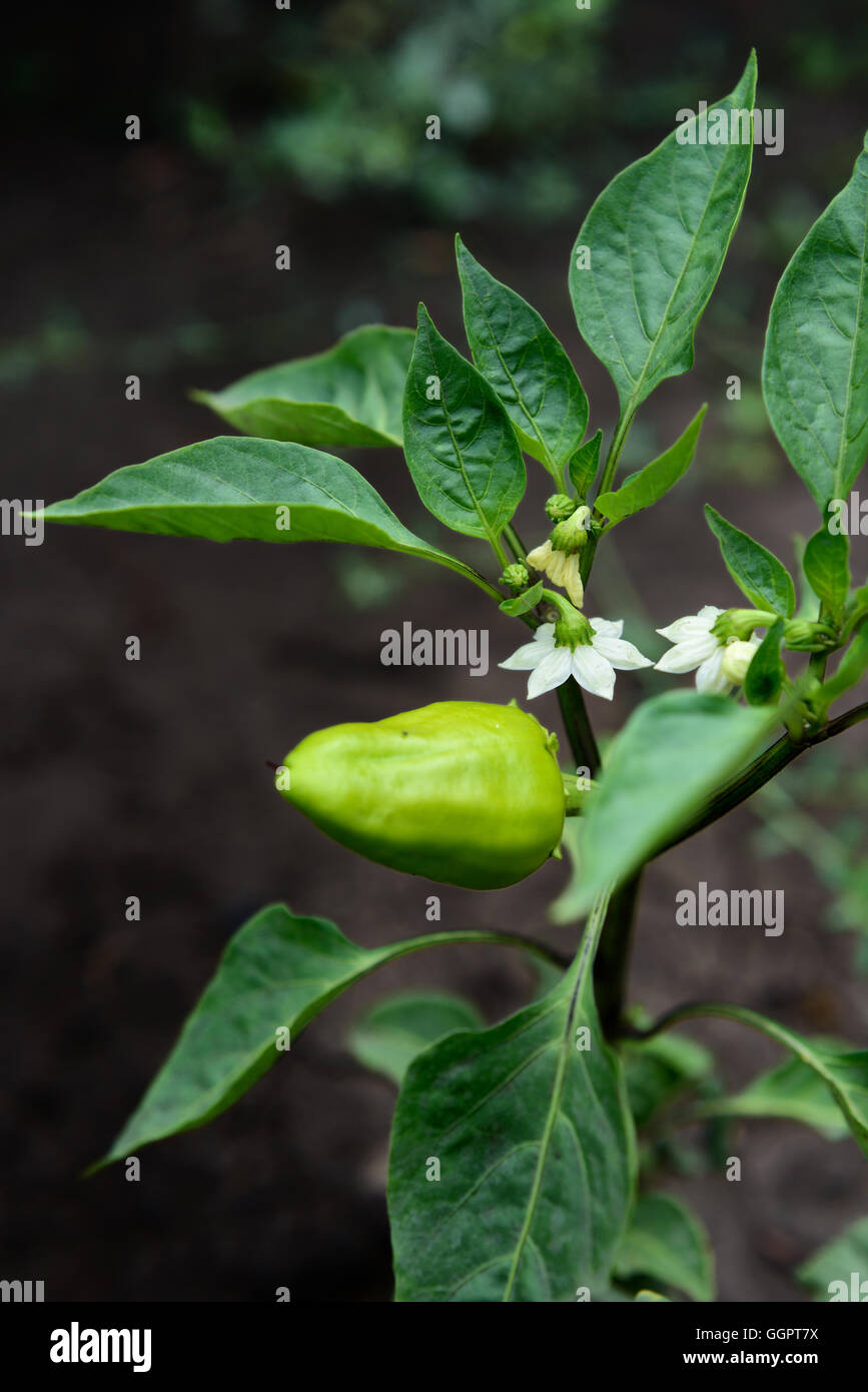 Pepper bush blooms with white flower Stock Photo - Alamy