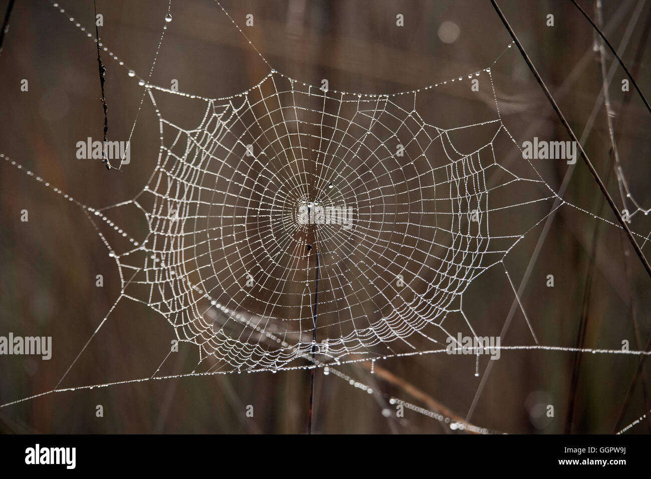 Spiders web cobweb close hi-res stock photography and images - Alamy