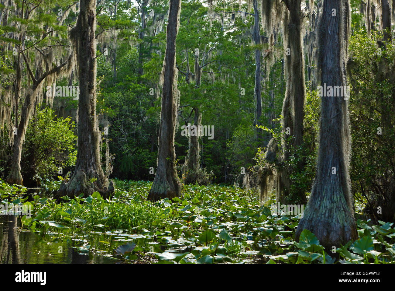 BALD CYPRESS trees in the OKEFENOKEE SWAMP National Wildlife Refuge ...