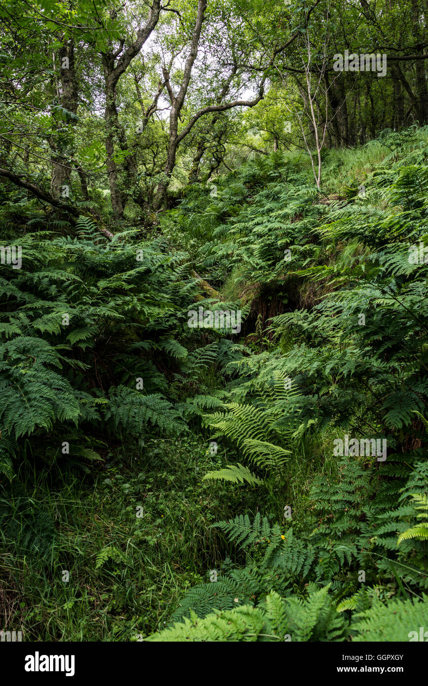 Woodland gully hi-res stock photography and images - Alamy